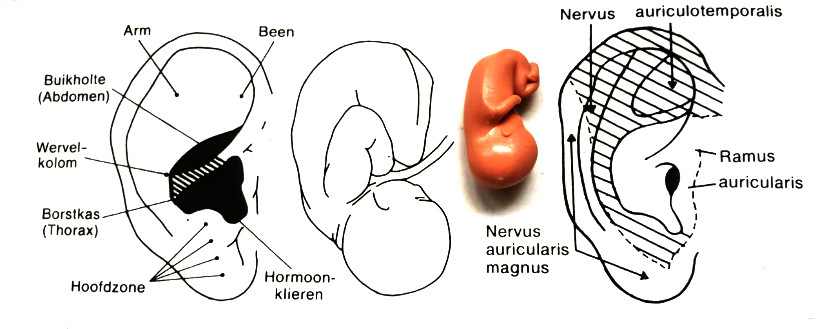 Ooracupunctuur - Wellness and Health by Marlies
